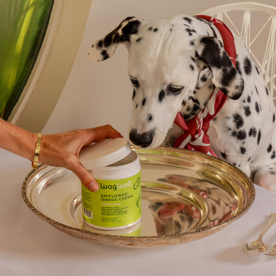 Can I Give My Dog Allergy Medicine | WagWell